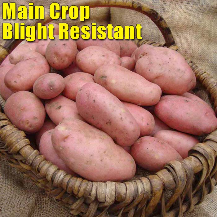 Buy Sarpo Mira Blight Resistant Seed Potatoes Online in Ireland