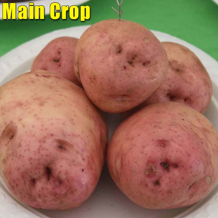 Buy Kerrs Pink Seed Potatoes Online in Ireland