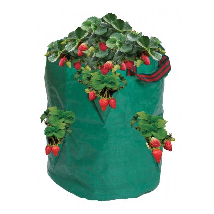 Strawberry Grow Bags The East Way To Grow Your Own Strawberries Strawberry Grow Bags The East Way To Grow Your Own Strawberries