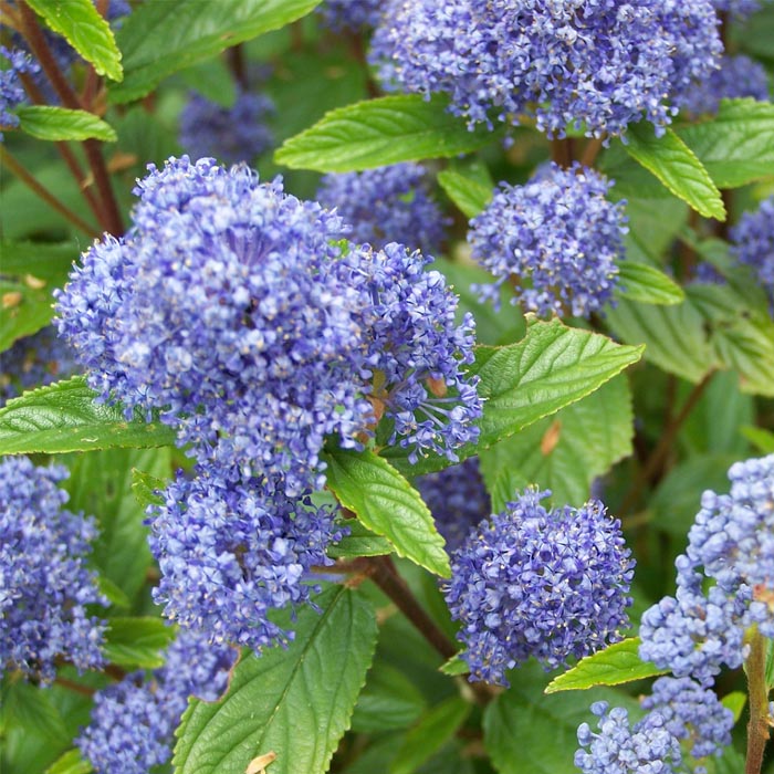 Potted Ceanothus Plants For Sale | See Our Best Online Prices