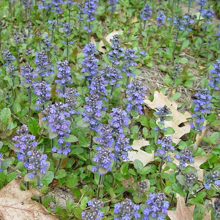 Potted Bugleweed Plants On Sale in Ireland | Quality Potted Plants