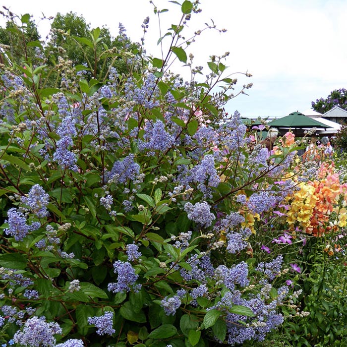 Potted Ceanothus Plants For Sale | See Our Best Online Prices