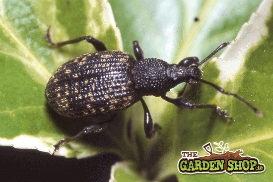 How to Protect Plants Against Vine Weevil in Ireland