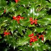 How to Identify Male & Female Holly Plants | TheGardenShop.ie
