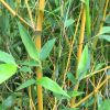 Buy Non Invasive Bamboo Plants From Ireland's Online Garden Shop