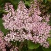 Buy Potted Lilac Trees Online (Purple Flowering) | Best Sale Prices
